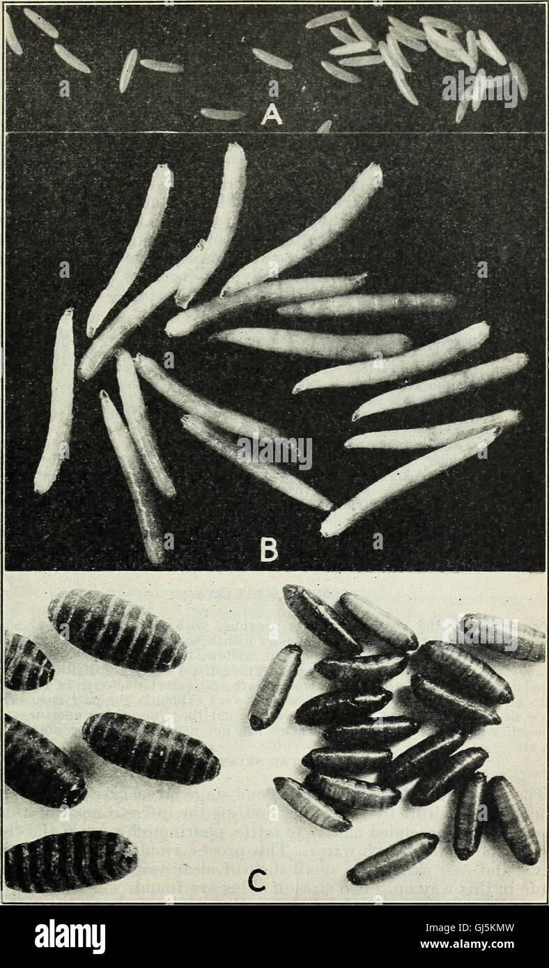 'The Cheese Skipper as a Pest in Cured Meats' (1453) describes the pest ...