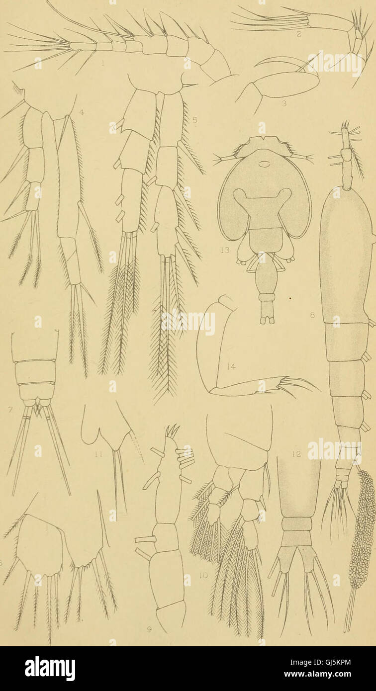 This 1914 study provides observations and analysis of copepods, a type ...