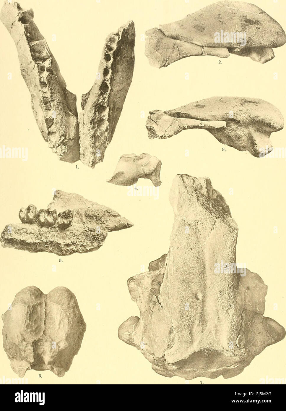 Palaeontographica, first published in 1912, is a scientific journal ...