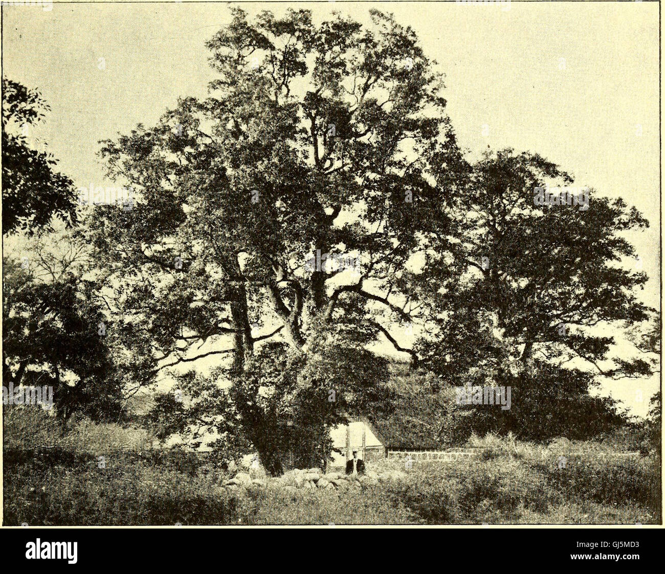 A 1916 botanical journal focusing on plant science, research, and ...