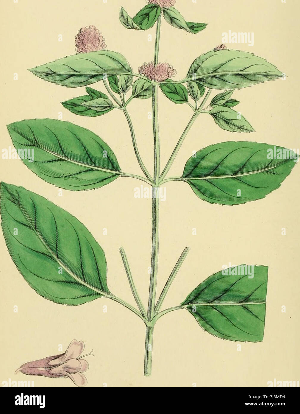 English botany coloured figures hi-res stock photography and images - Alamy