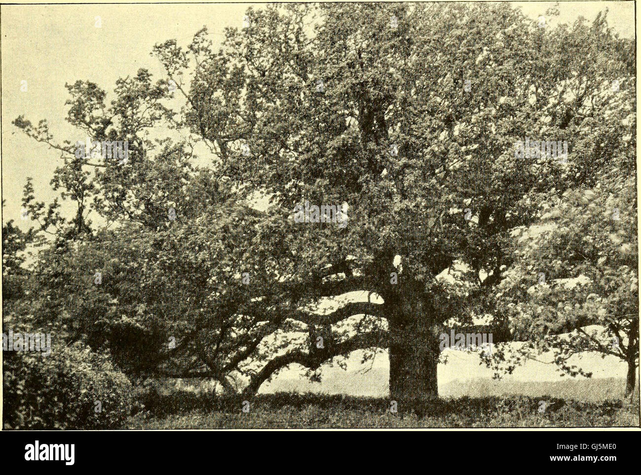 Botanisk Tidsskrift is a Danish journal focused on botany and plant ...