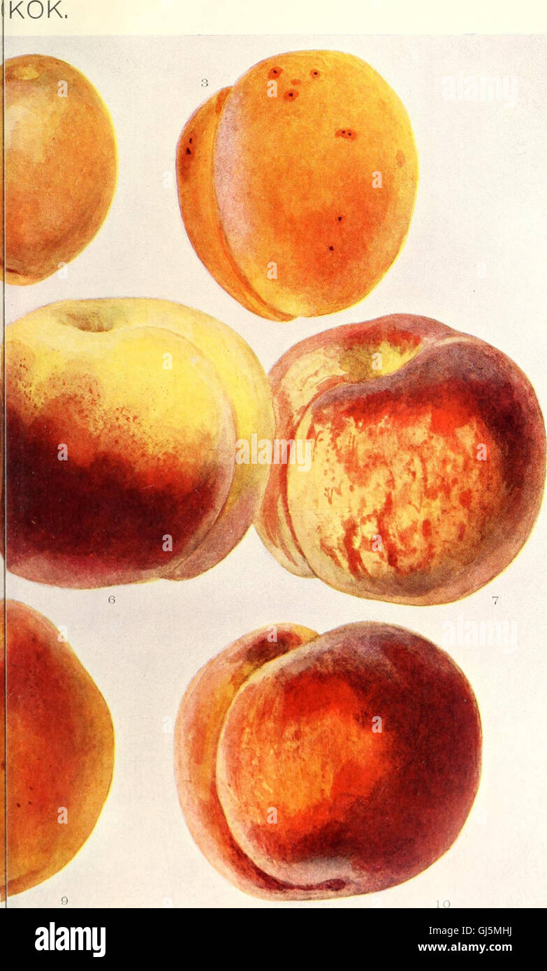 *Rèvai Nagy Lexikona* (1911) is a Hungarian encyclopedia that covers a ...