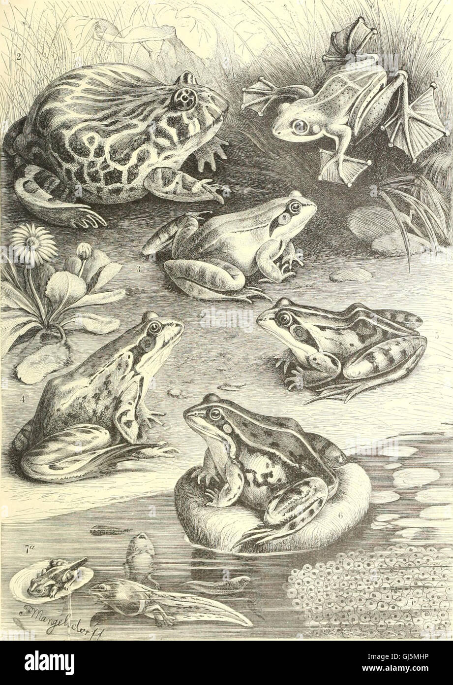 'Rávai Nagy Lexikona' (1911) is a Hungarian encyclopedic reference work ...