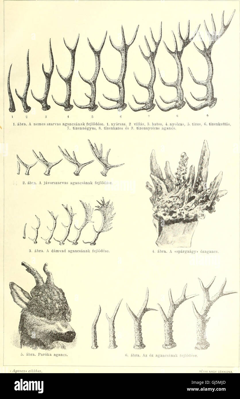 'Rávai Nagy Lexikona' (1911) is a Hungarian encyclopedia, providing a ...