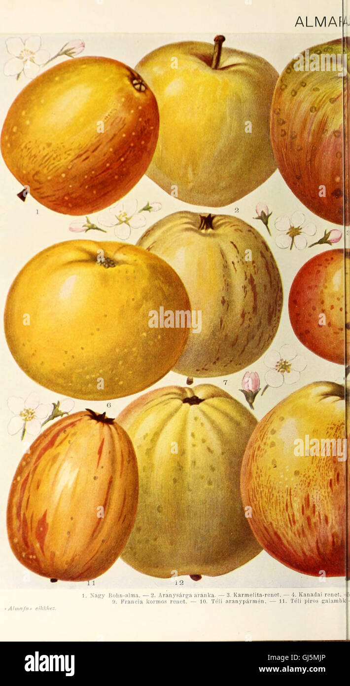 The 1911 edition of 'Rávai Nagy Lexikona' is a Hungarian encyclopedia ...