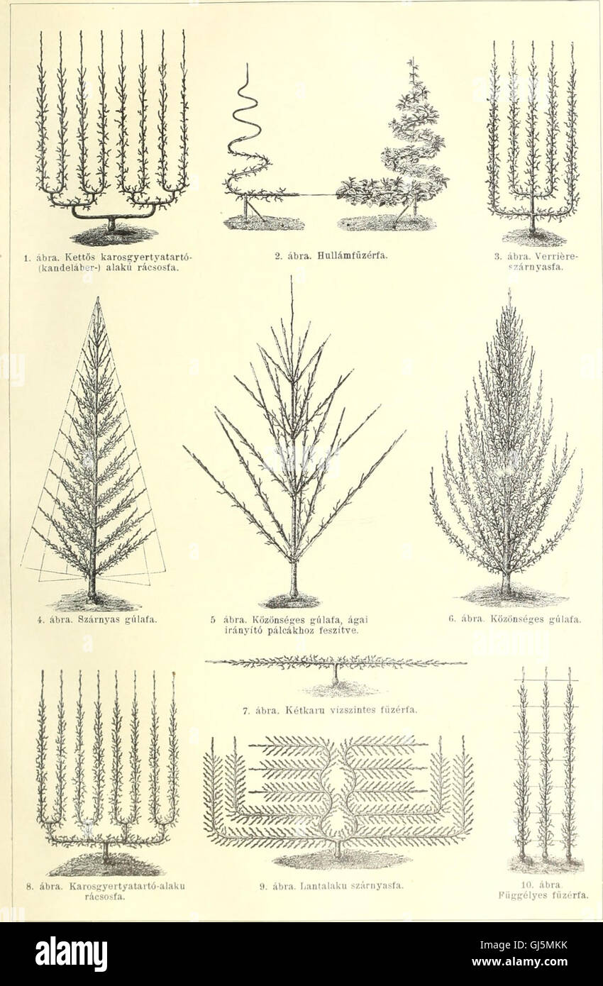 Rávai Nagy Lexikona (1911) is an encyclopedic work in Hungarian ...