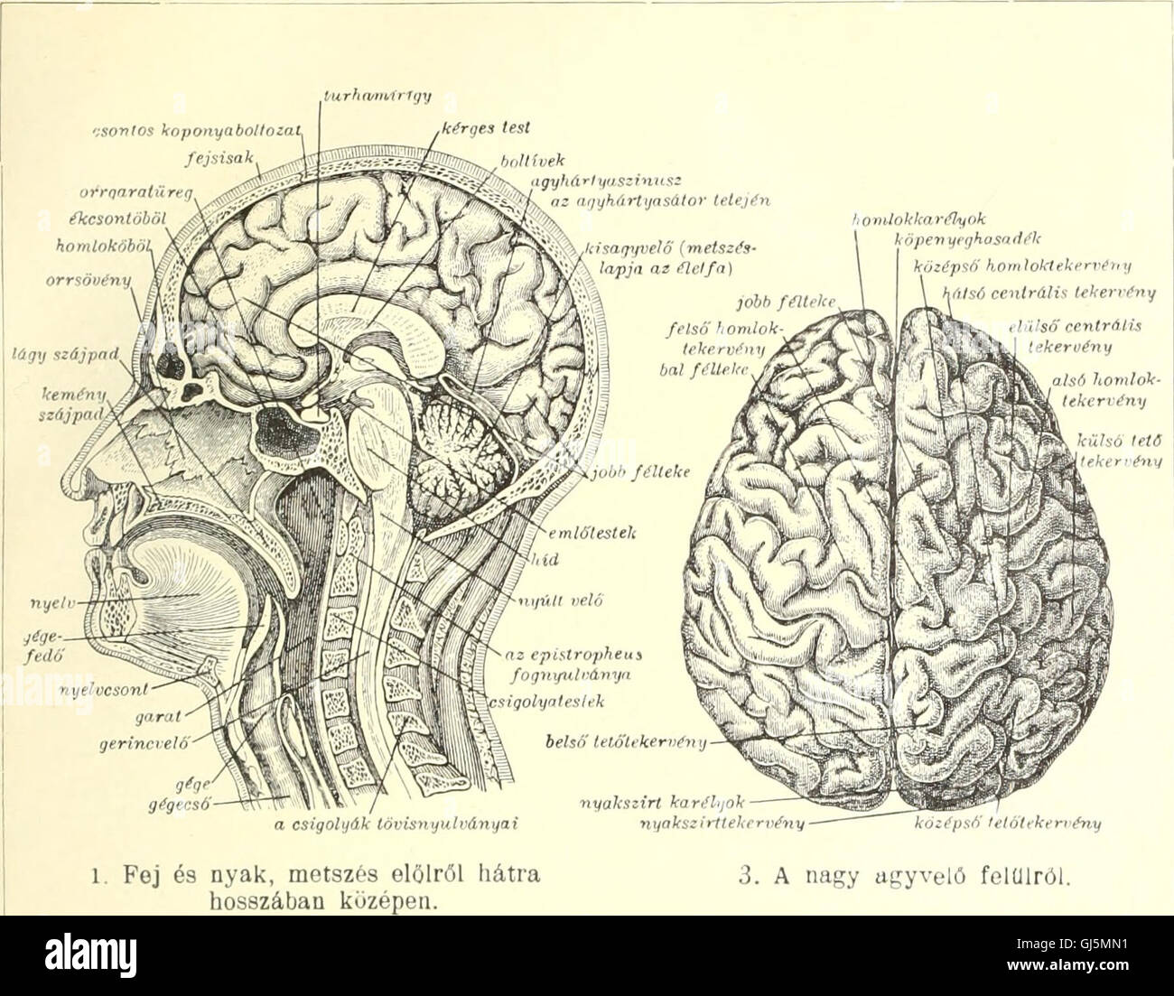 'Rávai Nagy Lexikona' (1911) is a Hungarian encyclopedia offering a ...