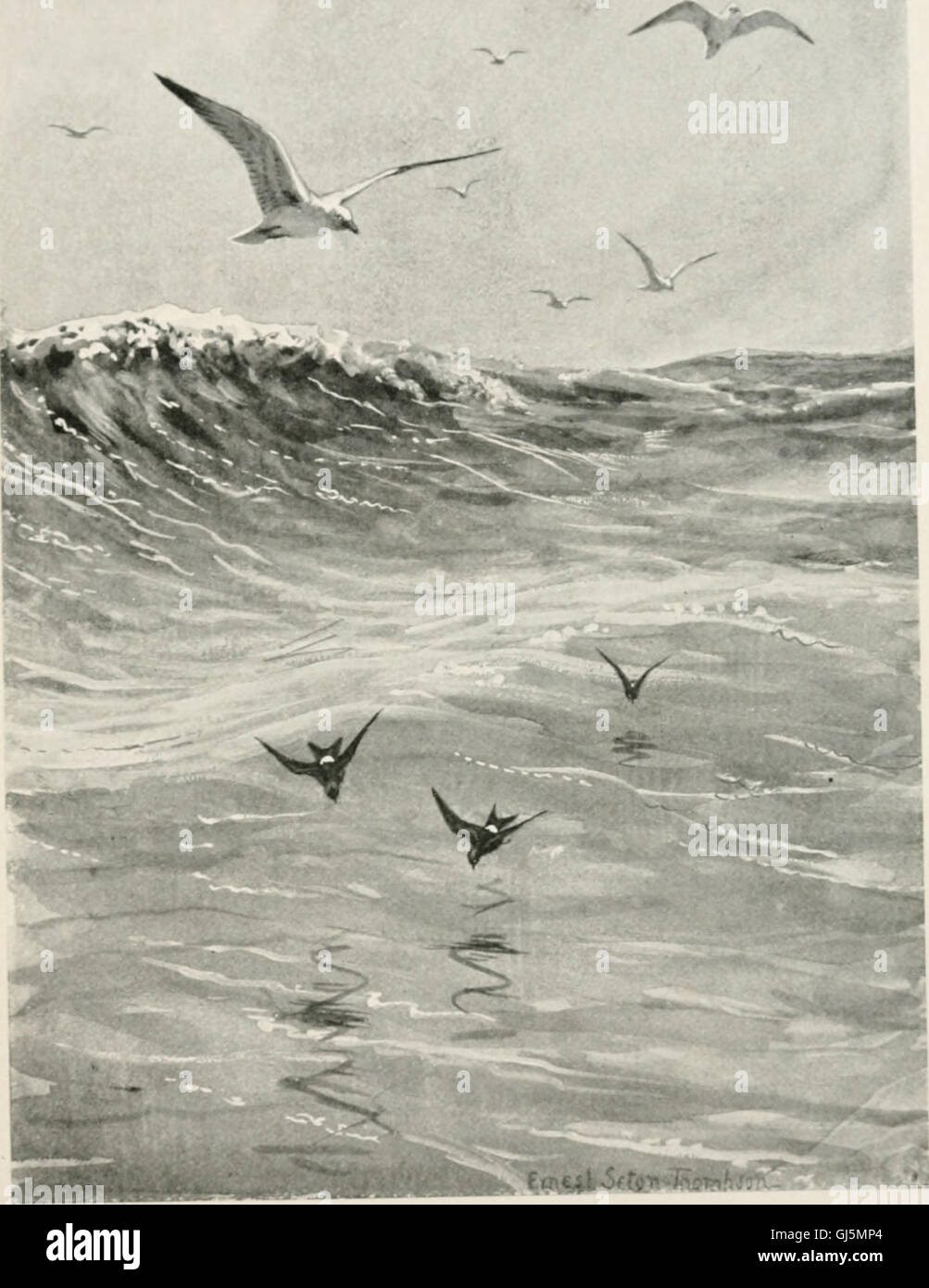 'Bird-life' (1899) offers a comprehensive guide to identifying and ...