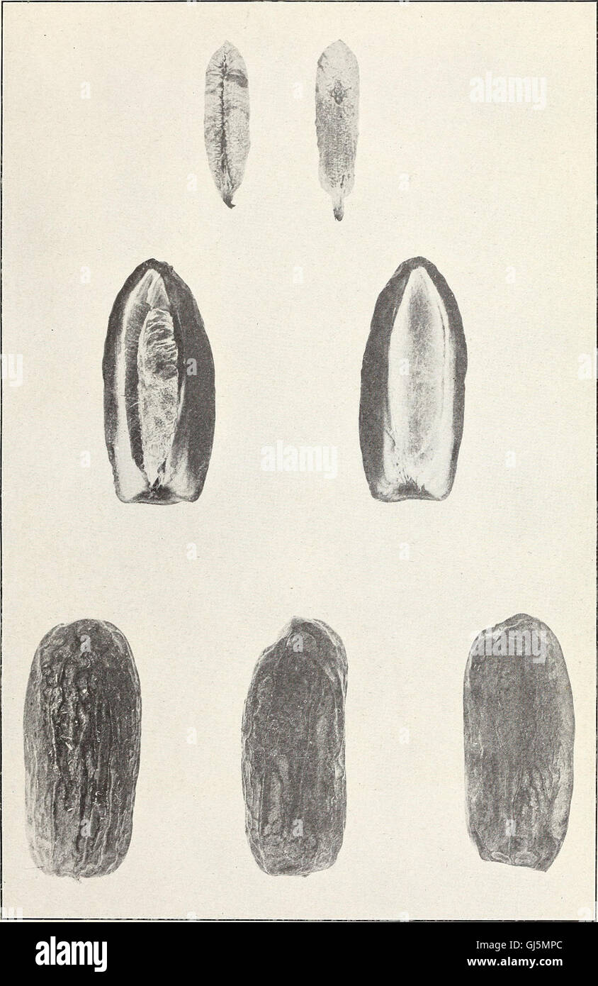 'Dates of Egypt and the Sudan' (1915) explores the cultivation and ...