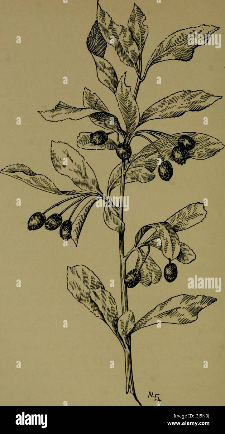 How to Know Wild Fruits (1905) is a guide to identifying wild fruits ...