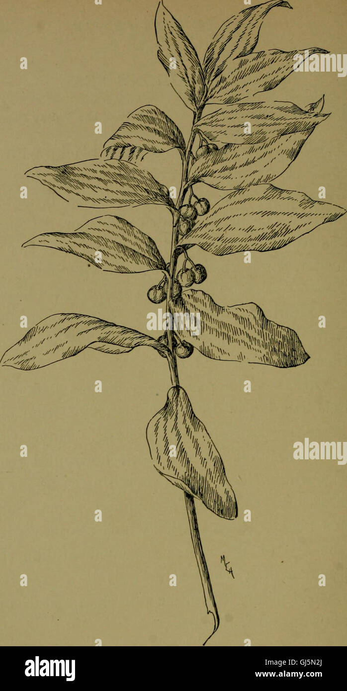 *How to Know Wild Fruits* (1905) is a botanical guide designed to help ...