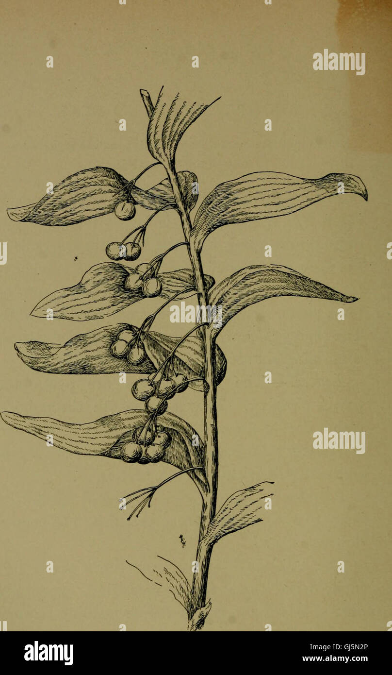 This 1905 guide teaches how to identify wild fruits through their fruit ...