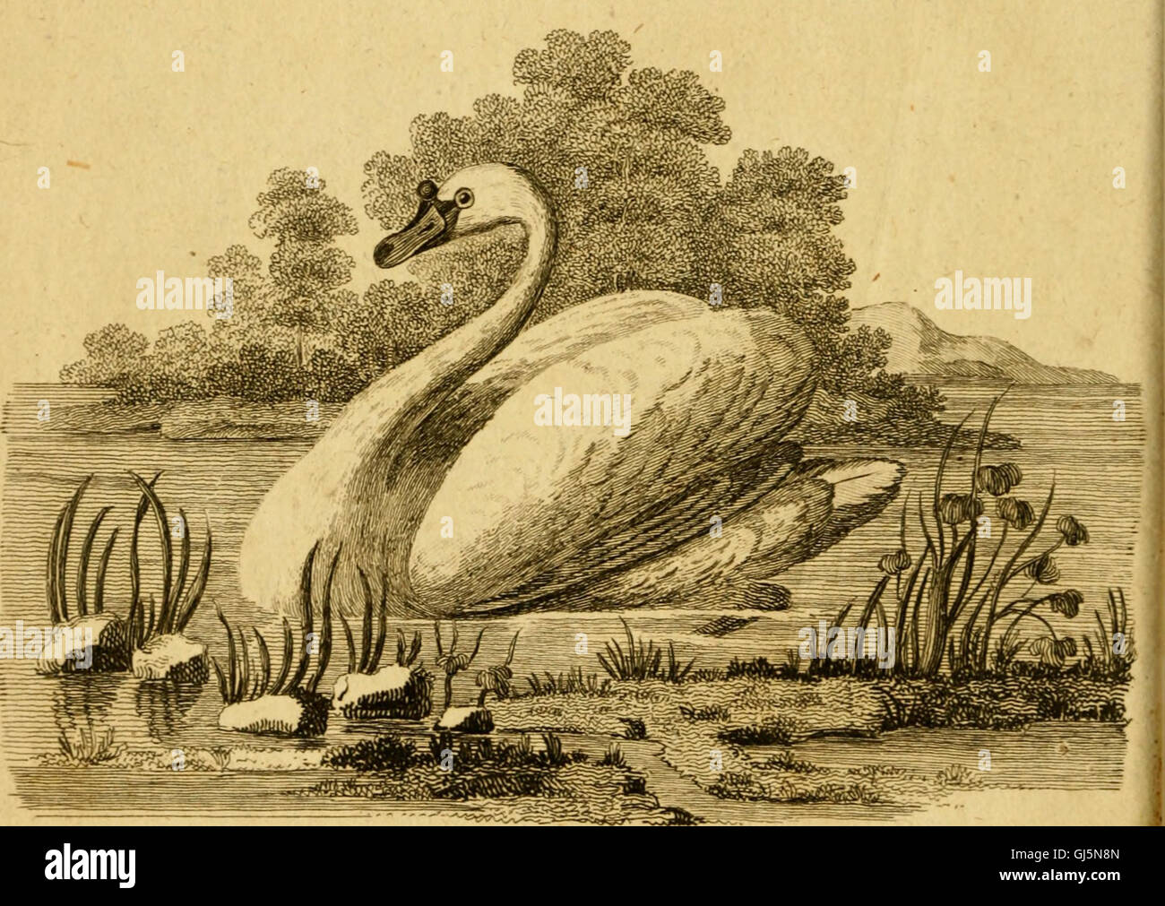 An 18th-century work focusing on the study of animals in Britain. It ...