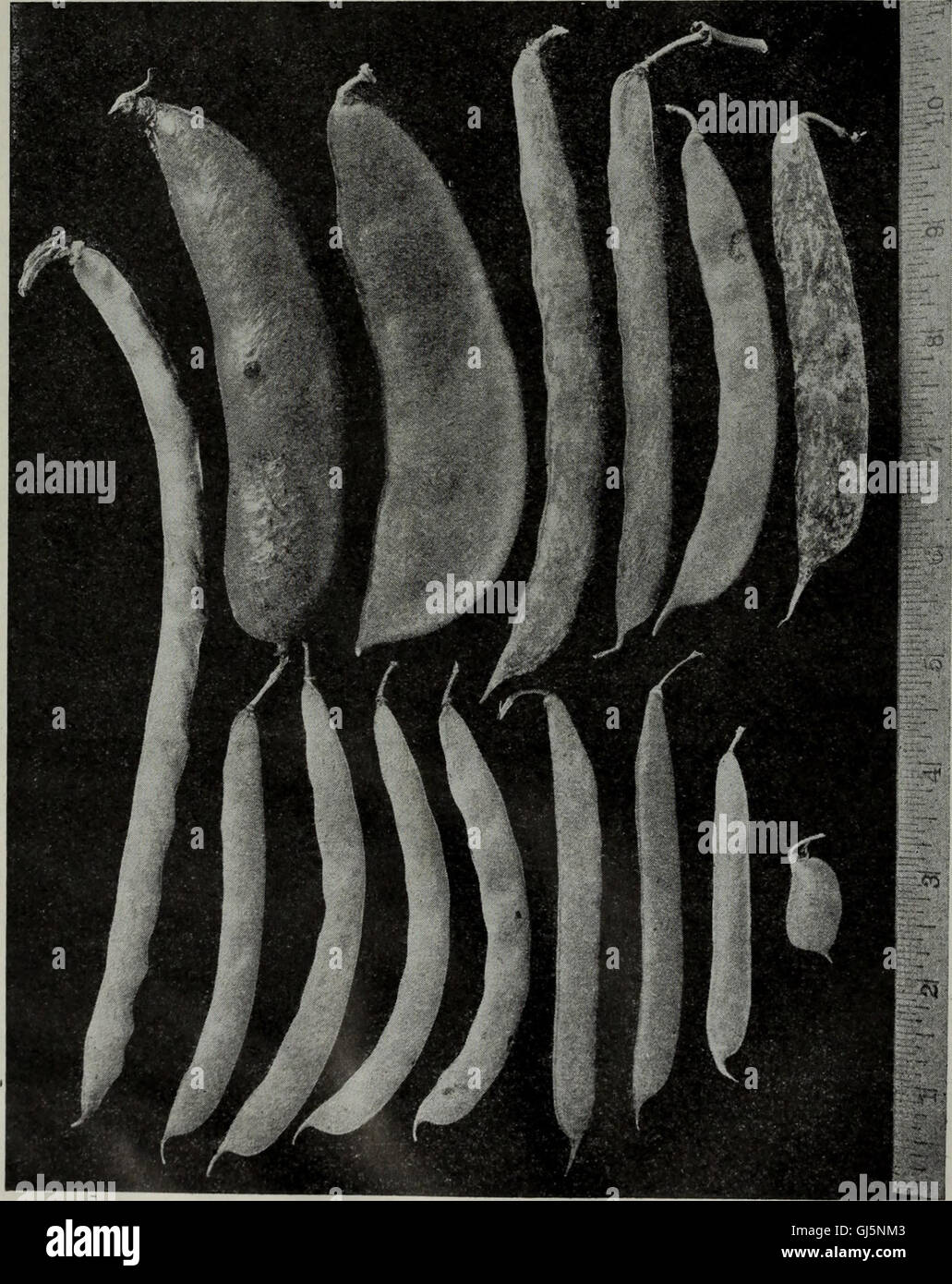'Bean Culture in California' (1921) explores the agricultural practices ...