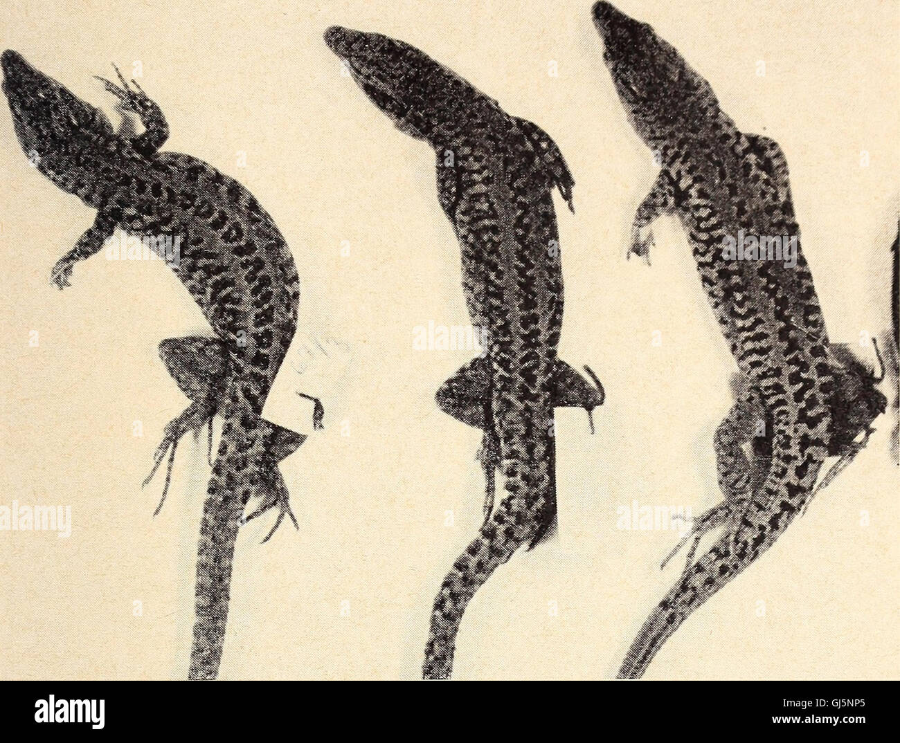 A 1964 publication by the Zoological Research Institute and Museum ...