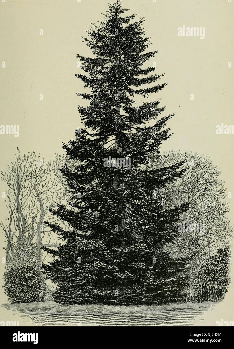 Veitch's Manual of the Coniferae reviews the conifer order, covering ...