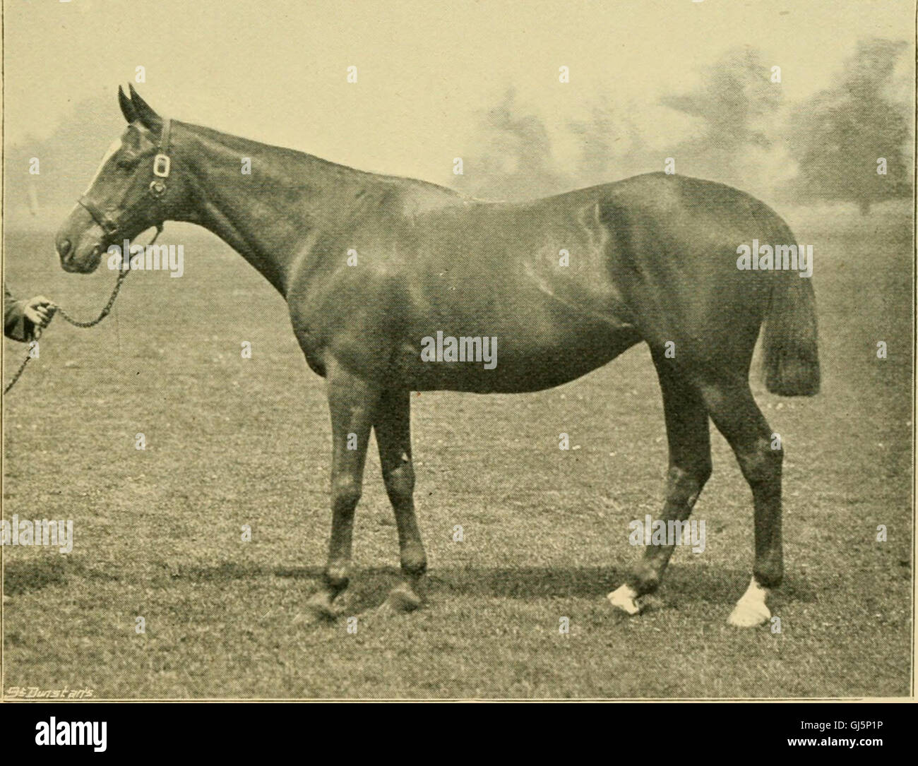 Published in 1902, Modern Polo provides an in-depth look at the sport's ...