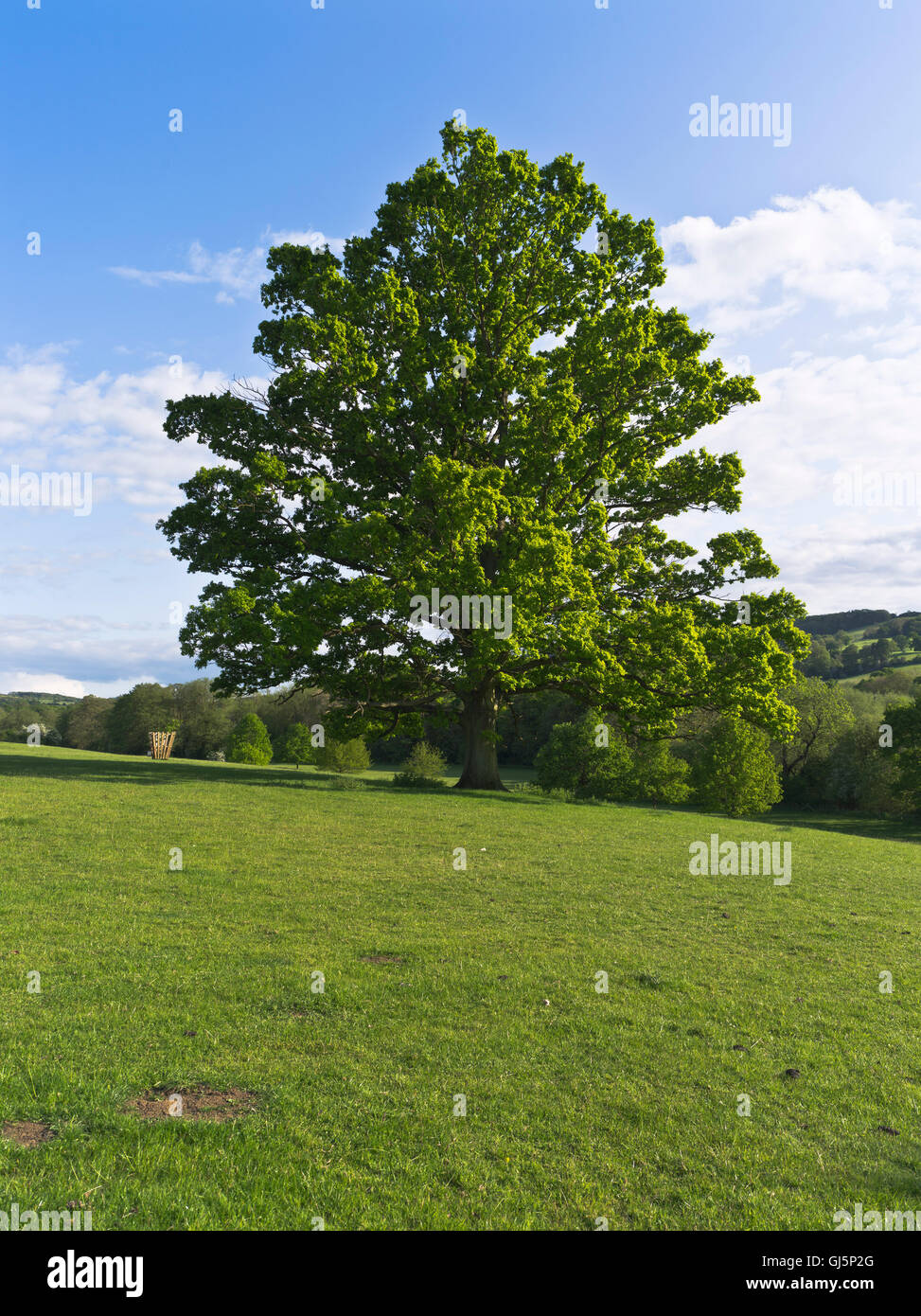 British oak tree hi-res stock photography and images - Alamy
