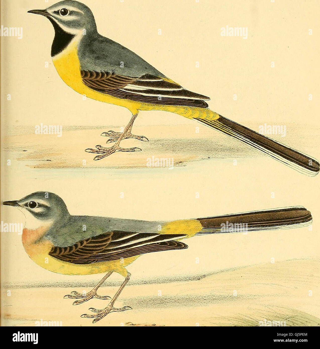 This 1844 collection features detailed color illustrations of various ...