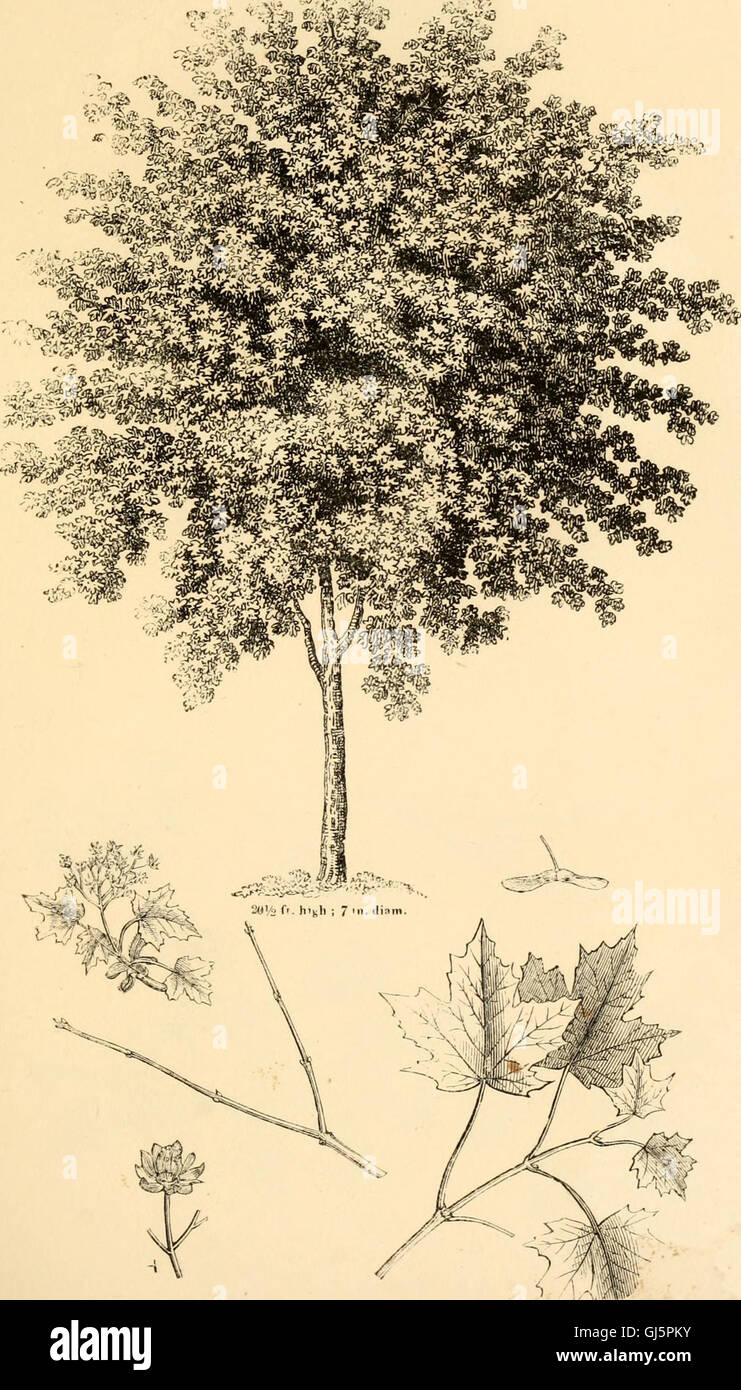 *Arboretum et Fruticetum Britannicum* details both native and foreign ...