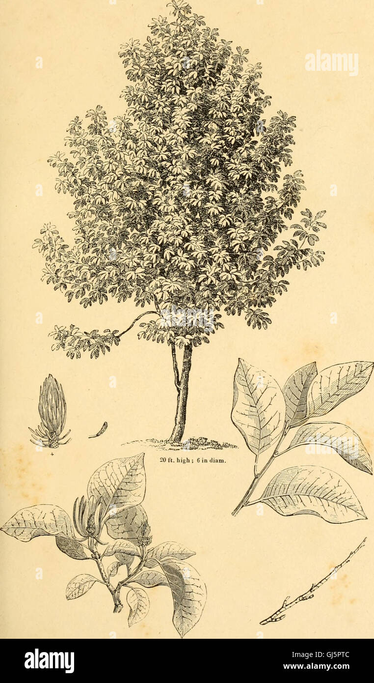 This botanical work provides an illustrated and detailed guide to the ...