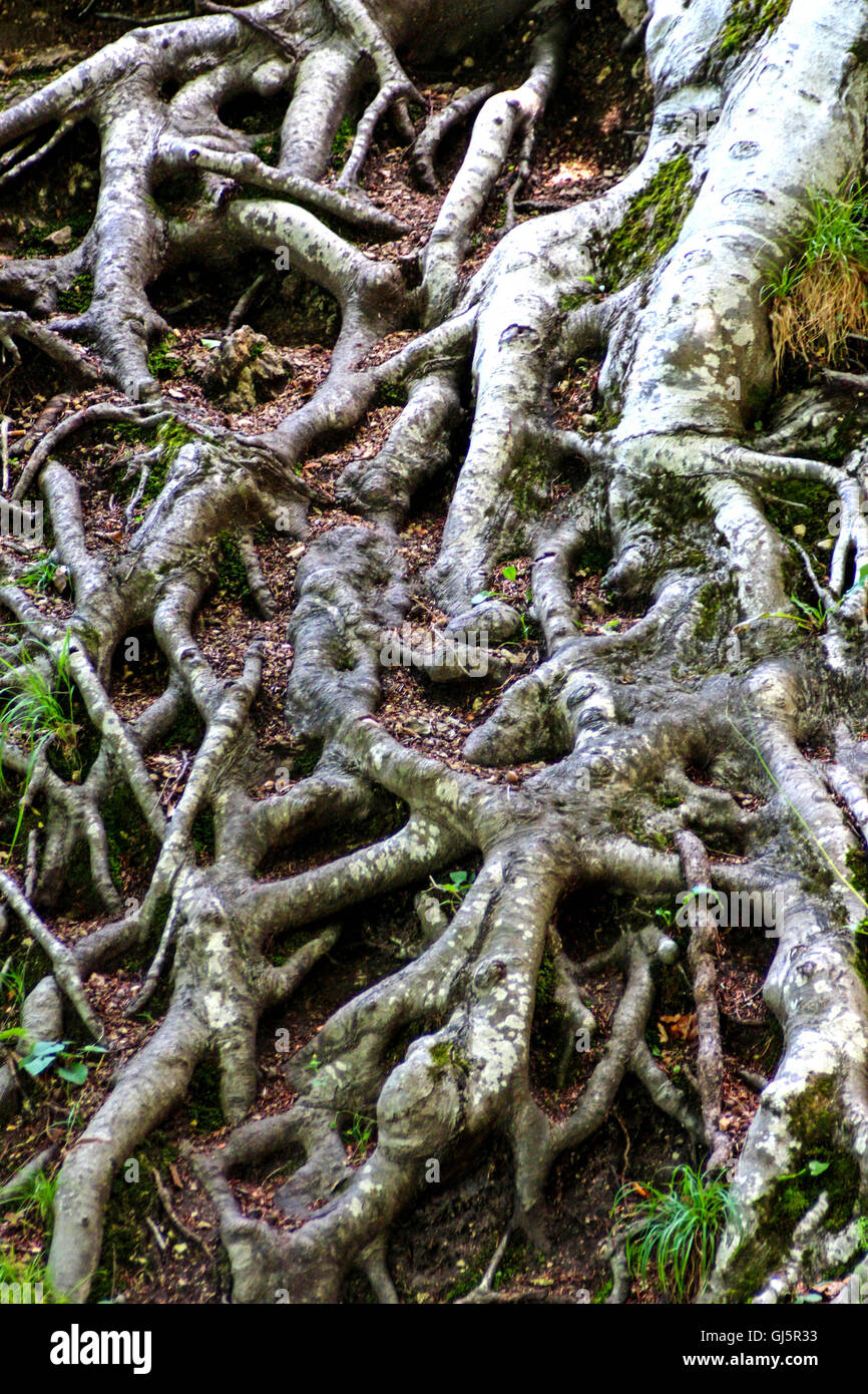 Tree, detail, roots Stock Photo - Alamy