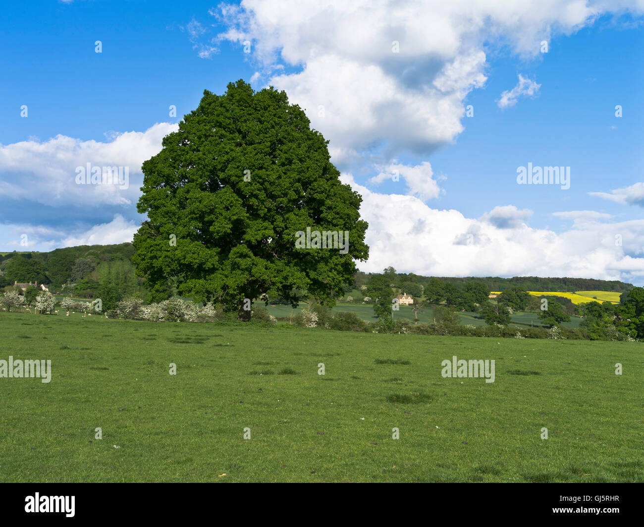 dh Oak tree TREE UK One single tree field Cotswold landscape fields uk ...