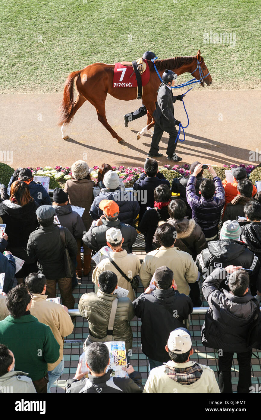 Punters checking the horses and their form at the parade ring for race ...
