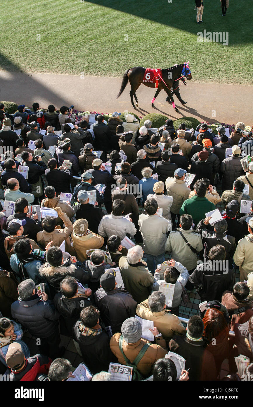 Punters checking the horses and their form at the parade ring for race ...