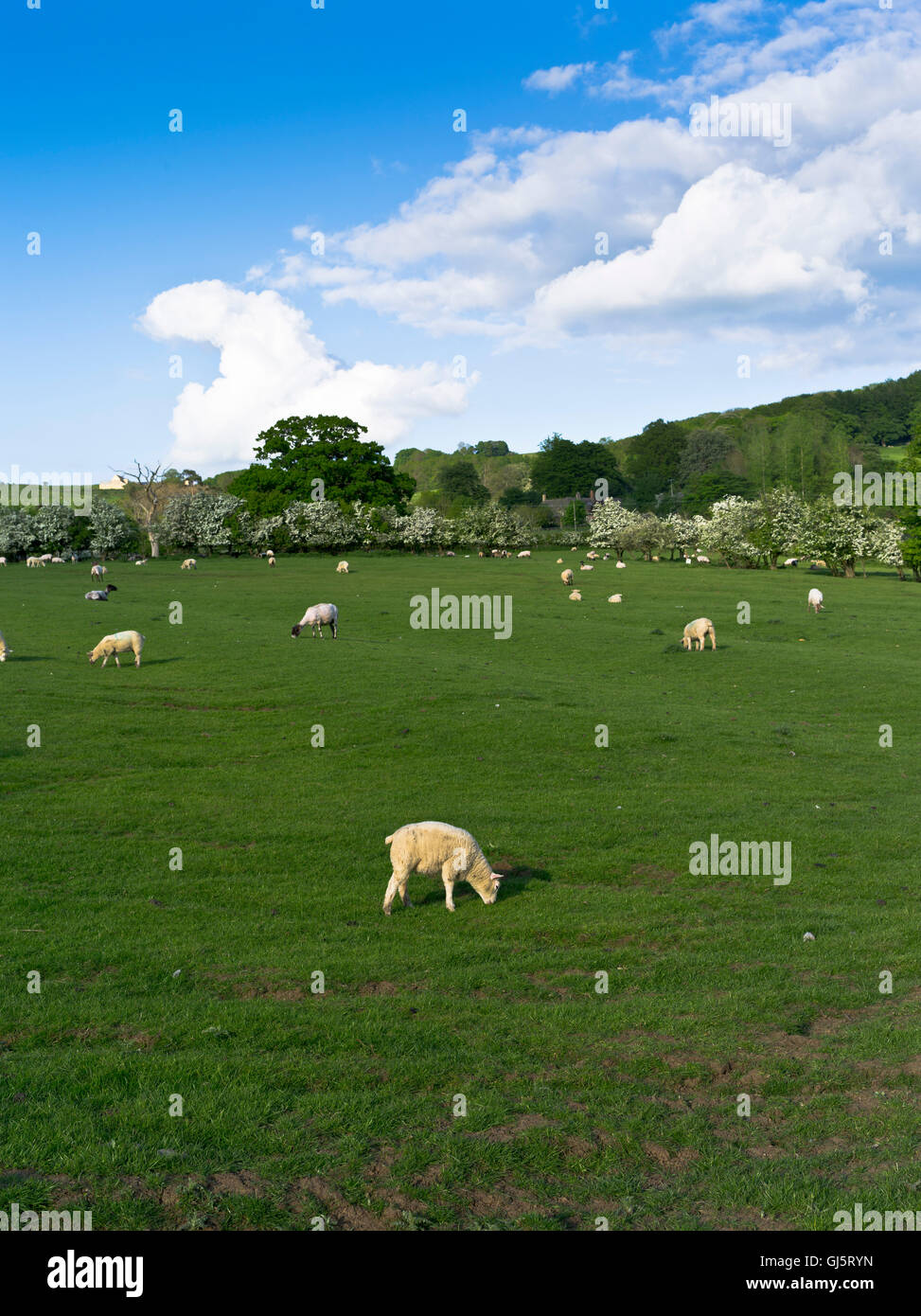 dh COTSWOLDS GLOUCESTERSHIRE Spring lambs in field lamb fields sheep ...