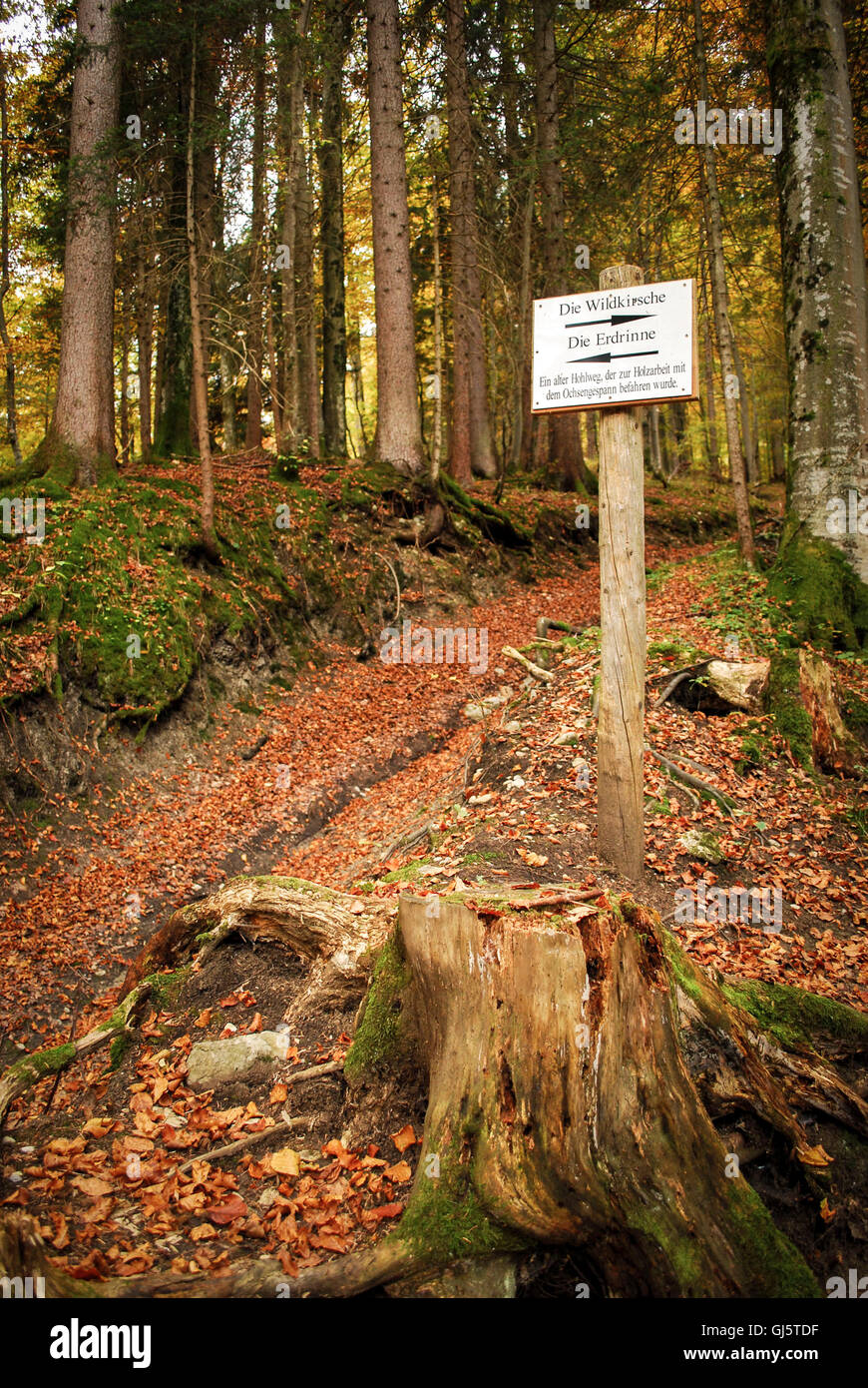 earth trench, nature trail, forest, Grainau, Upper Bavaria Stock Photo ...