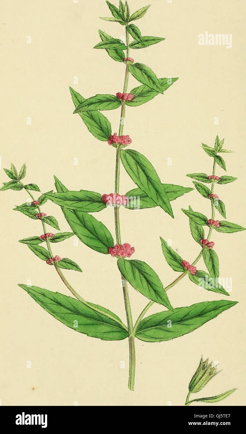 English botany coloured figures hi-res stock photography and images - Alamy