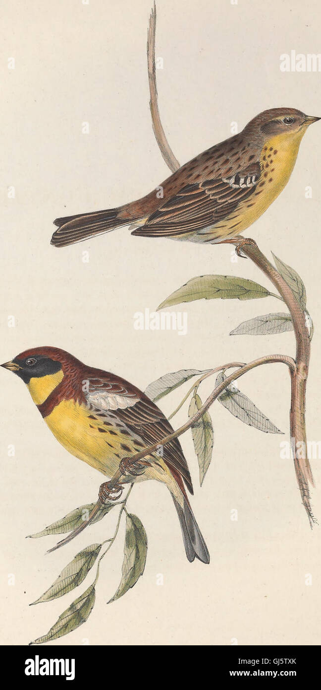 The birds of Europe (1837 Stock Photo - Alamy