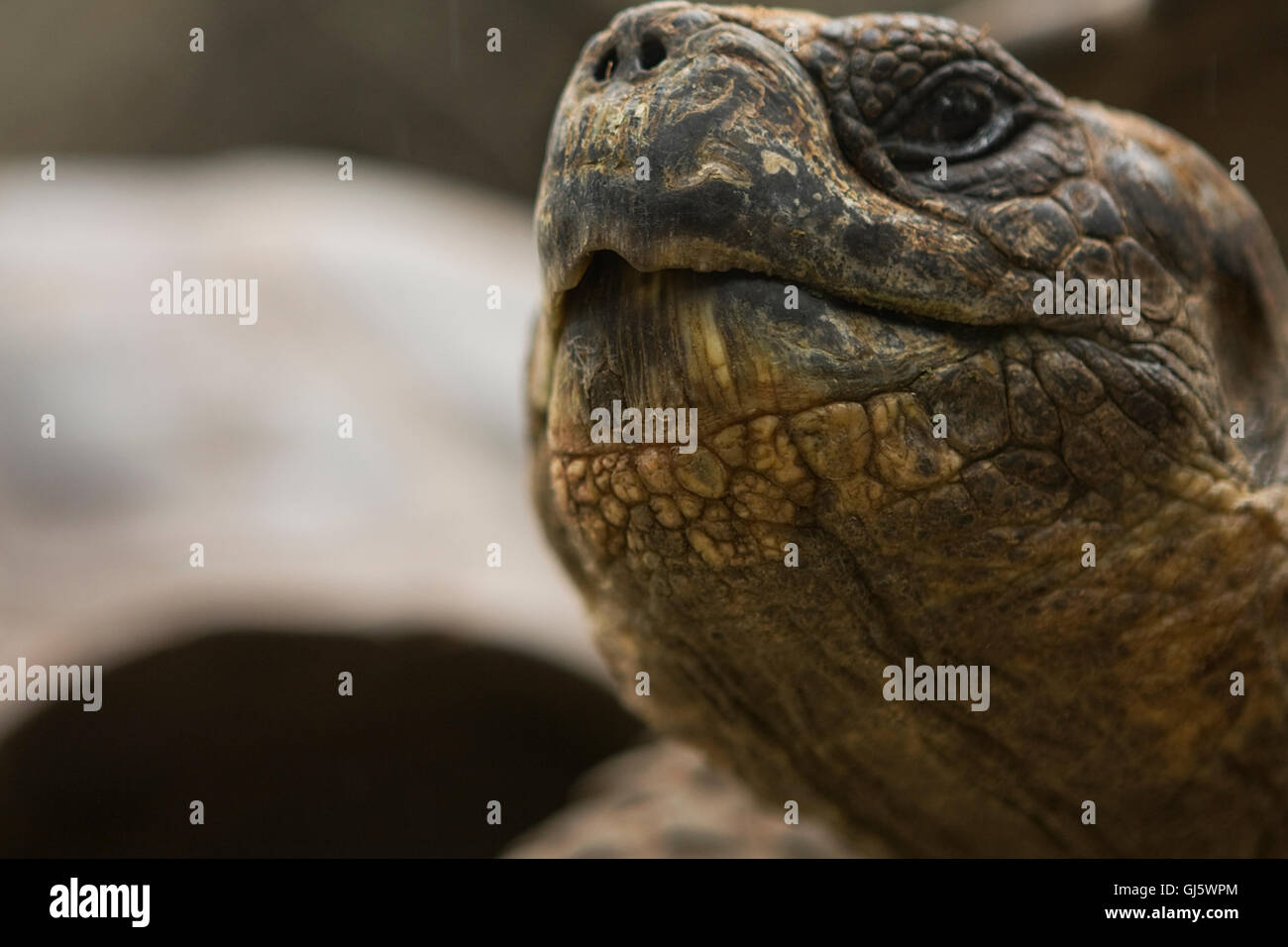 Close-up of Galapagos Tortoises mouth Stock Photo - Alamy