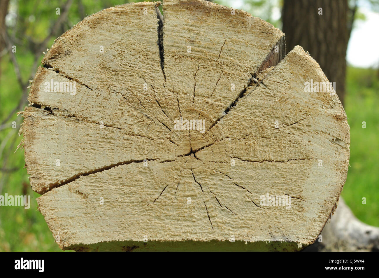 Stub structure hi-res stock photography and images - Alamy