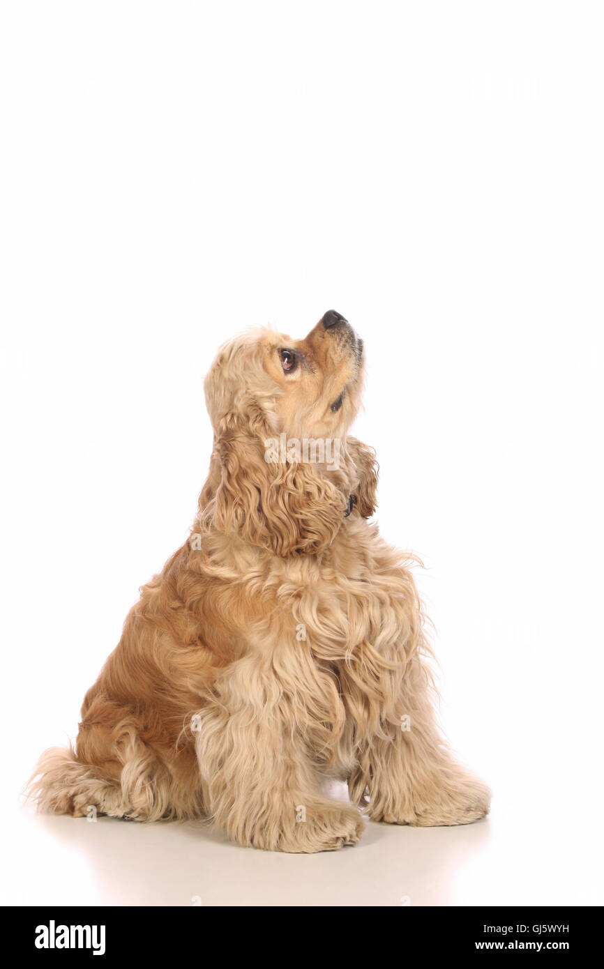 American Cocker Spaniel looking up Stock Photo - Alamy