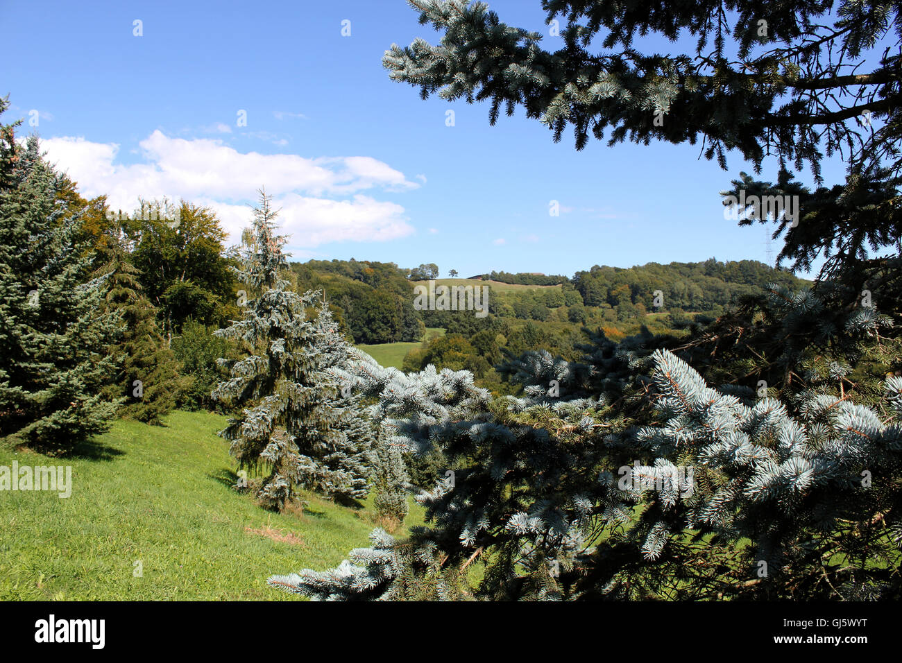 Landscape with fir trees Stock Photo - Alamy