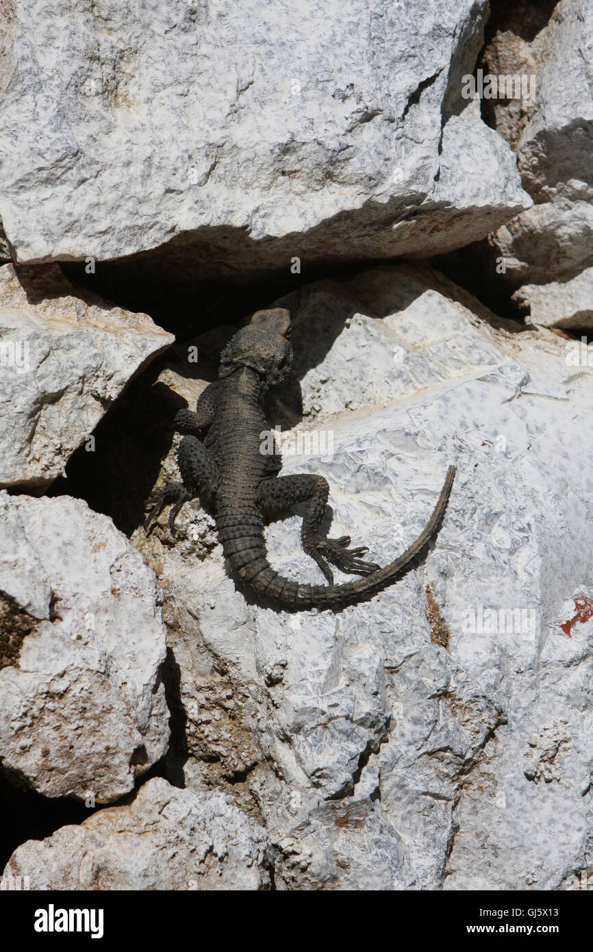 Lizard in Turkey Stock Photo - Alamy