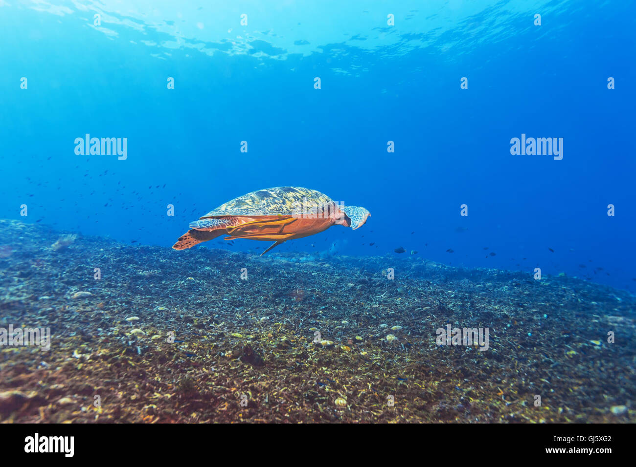 Maldives and indonesia hi-res stock photography and images - Alamy