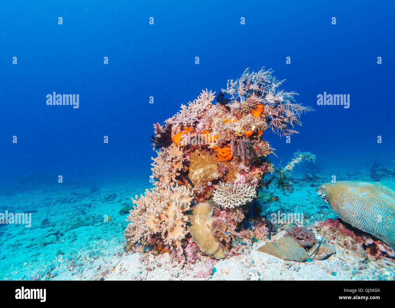 Colorful Tropical Reef Landscape with Hard Corals, bali, Indonesia ...