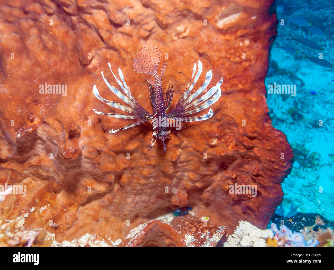 Agressive fish hi-res stock photography and images - Alamy