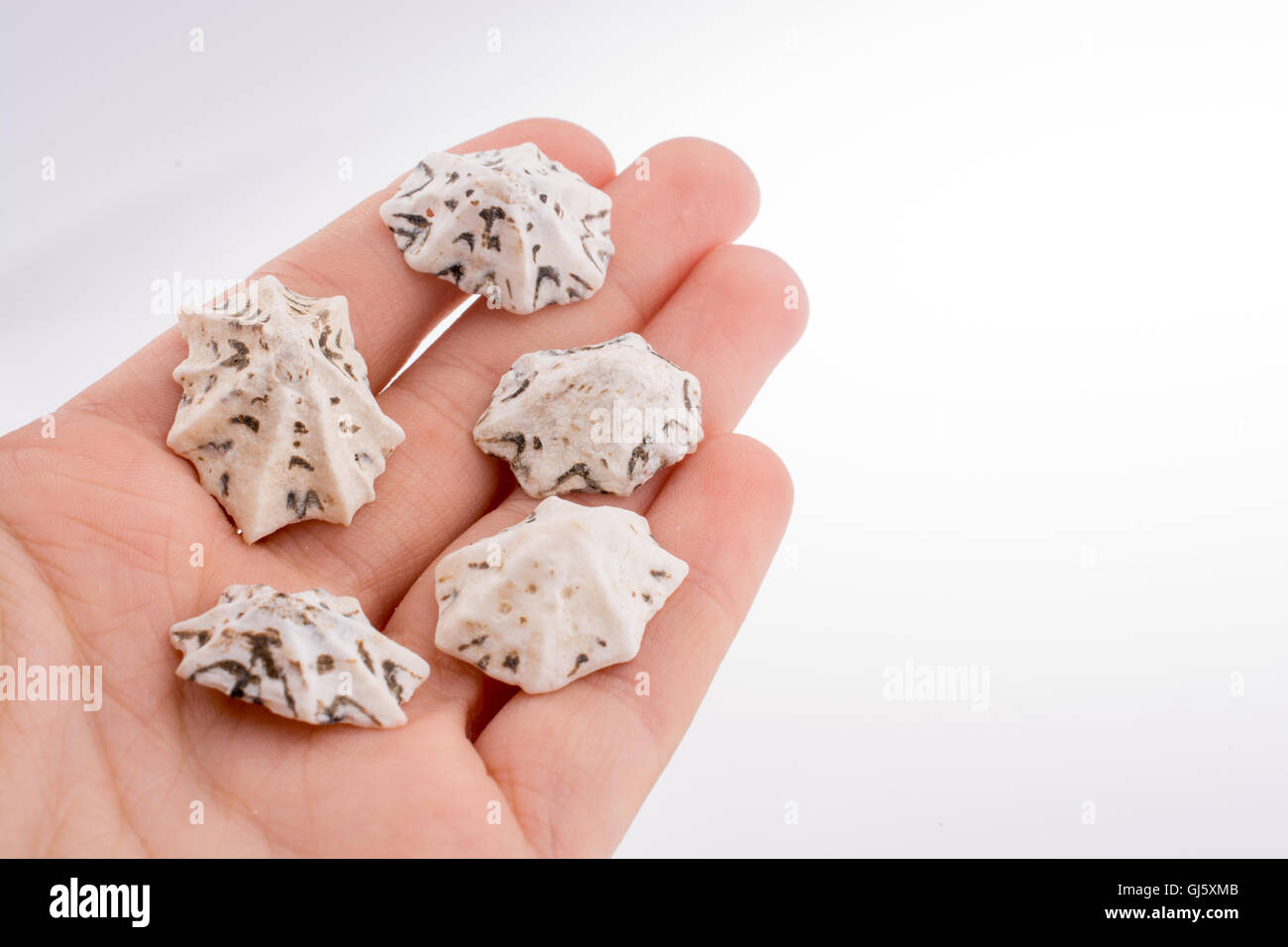 Hand holding Beautiful sea shell on a white background Stock Photo - Alamy