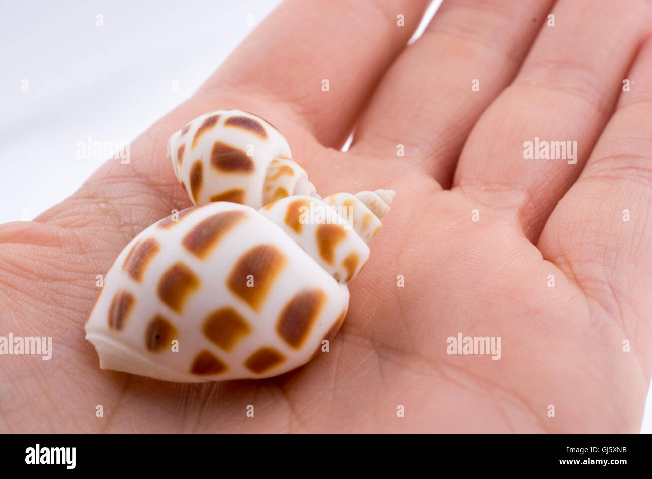 Hand holding Beautiful sea shell on a white background Stock Photo - Alamy