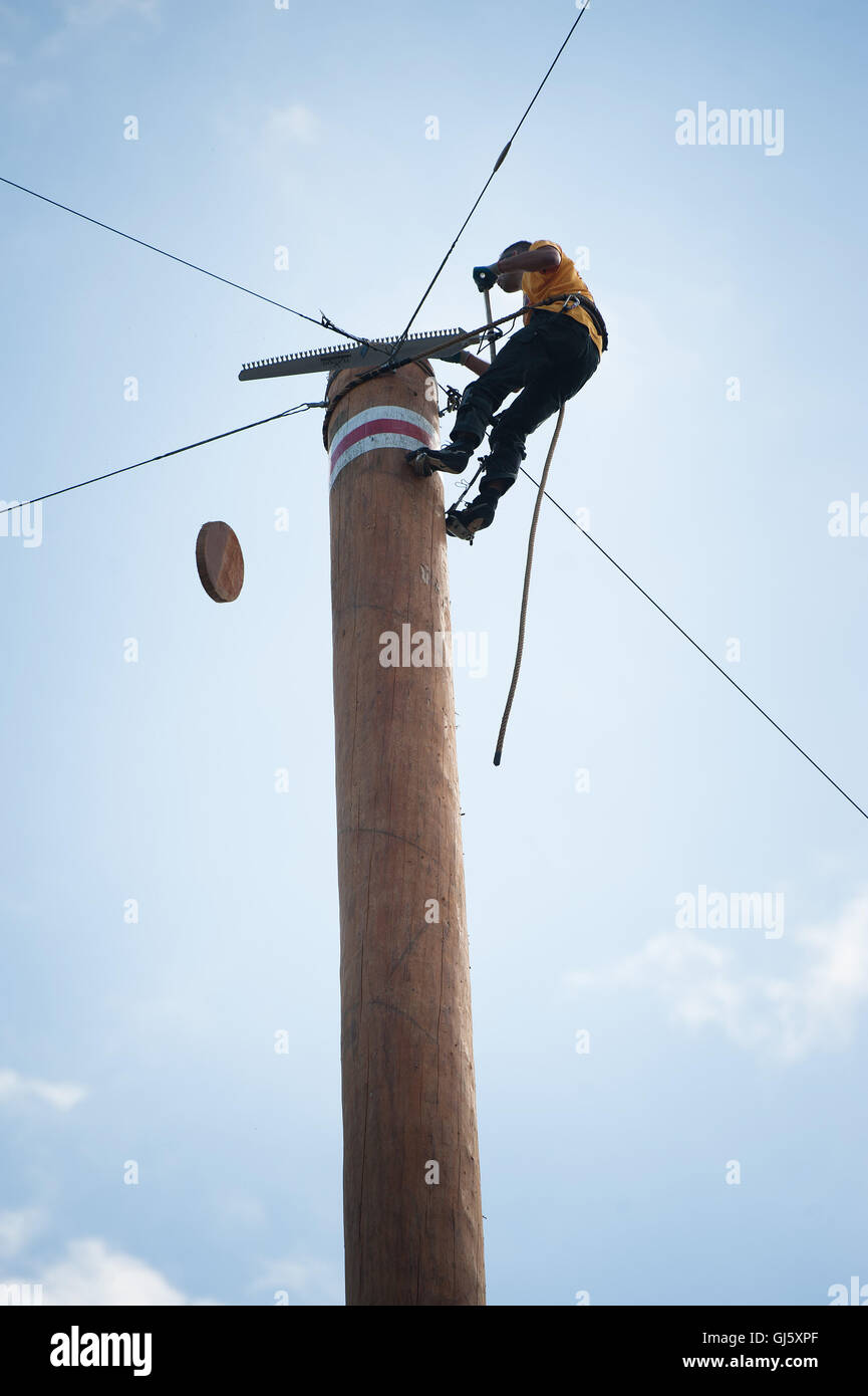 Spar tree hi-res stock photography and images - Alamy