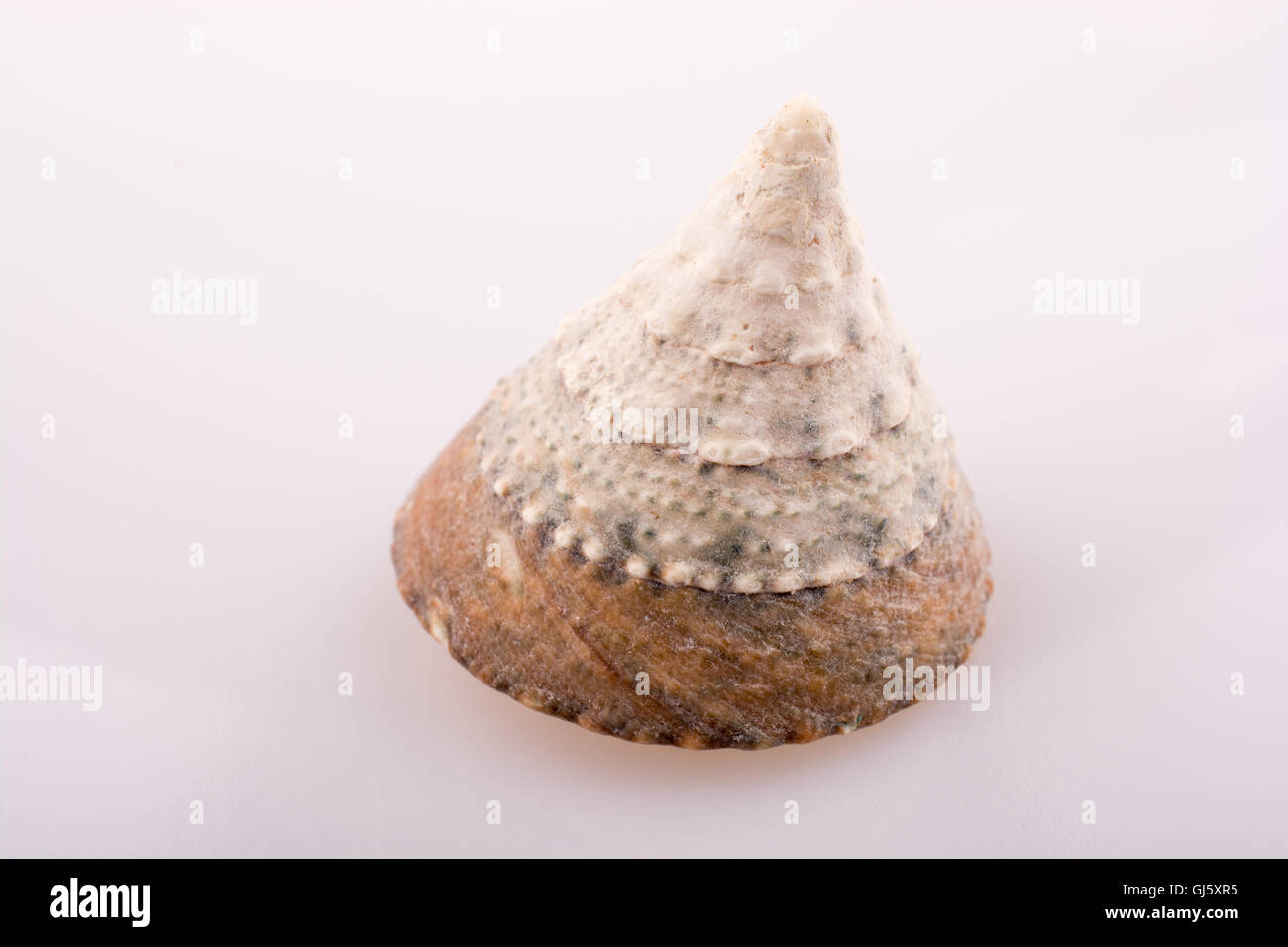 Beautiful sea shell on a white background Stock Photo - Alamy