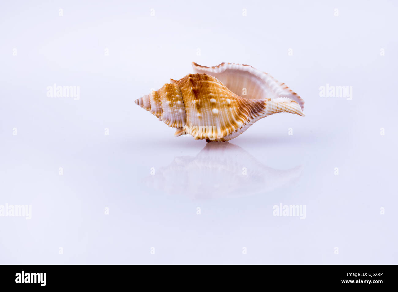 Beautiful sea shell on a white background Stock Photo - Alamy