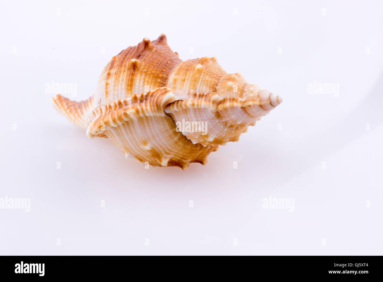 Beautiful sea shell on a white background Stock Photo - Alamy