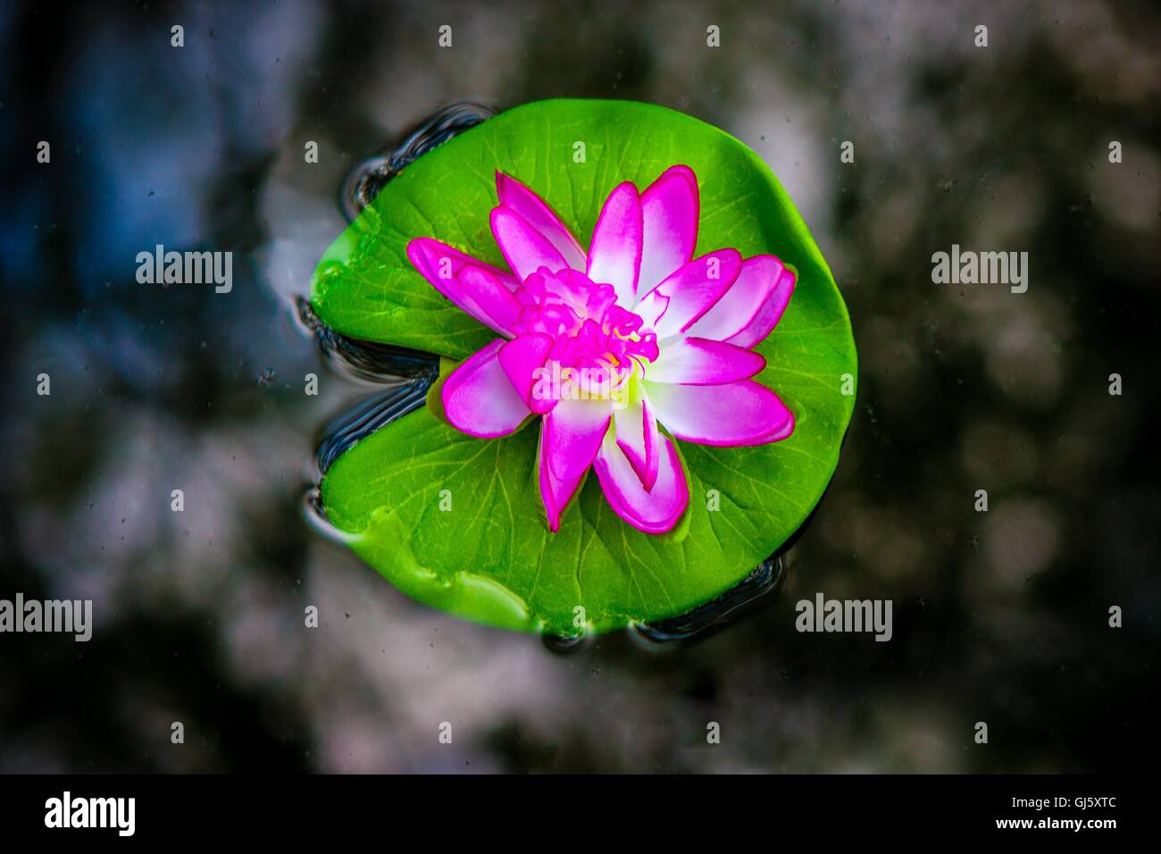 Floating Pink Water Lily Stock Photo - Alamy