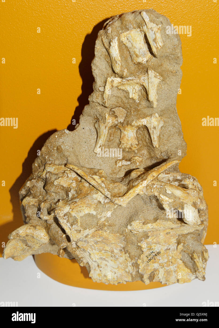 V mongoliensis hi-res stock photography and images - Alamy